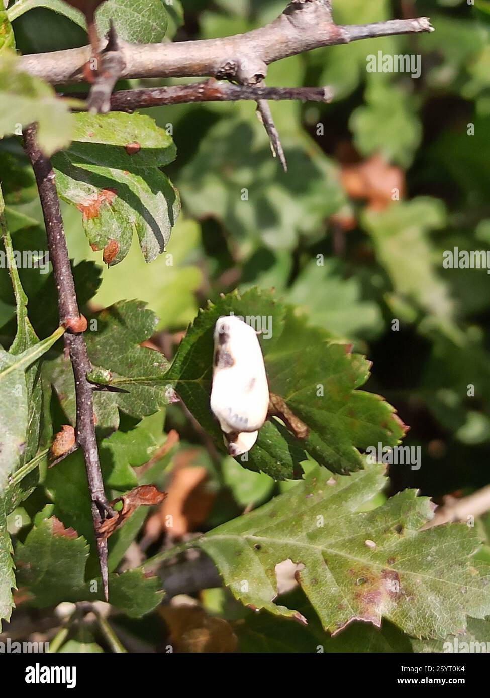 Cilix asiatica hi-res stock photography and images - Alamy