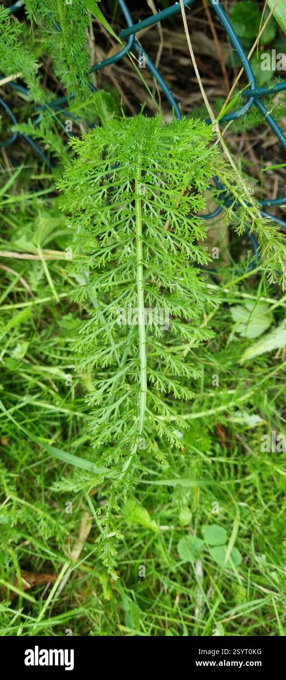 common yarrow (Achillea millefolium), Plantae, Chester Zoo, Moston Rd ...