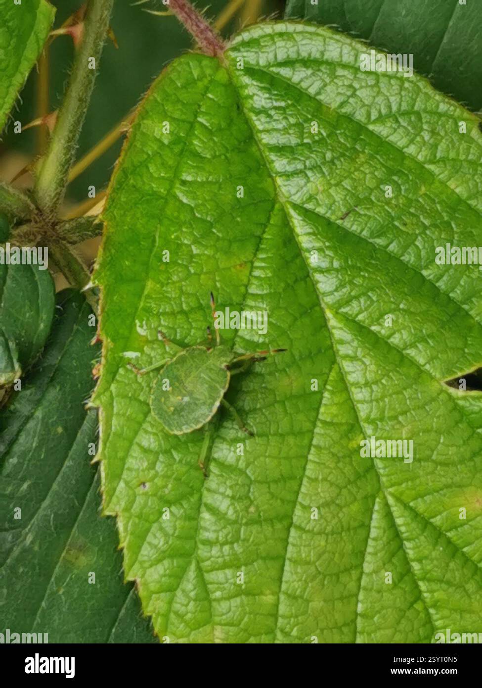 Green Shield Bug (Palomena prasina), Insecta, Pity Me, Durham DH1, UK ...
