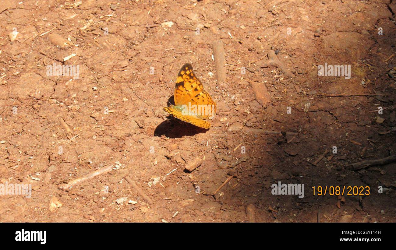 Eastern Blotched Leopard (Lachnoptera ayresii), Insecta, QR49+969 ...