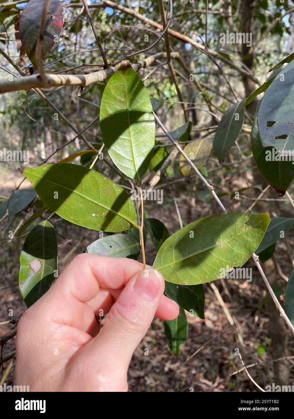 Cheese Tree (Glochidion ferdinandi), Plantae, Coachwood Park, Flagstone ...