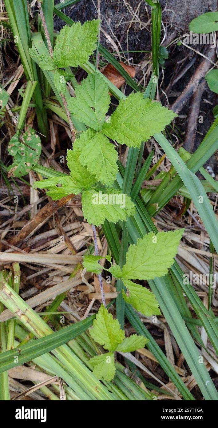 European dewberry (Rubus caesius), Plantae, Powiat ostródzki, Polska ...