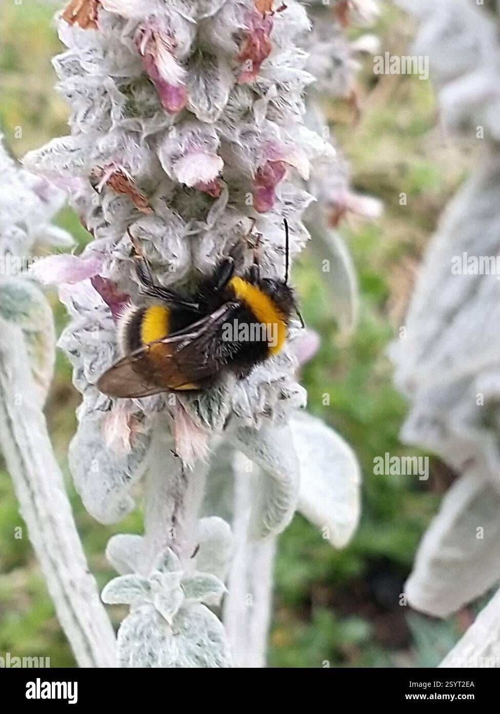 Buff-tailed Bumble Bee (Bombus terrestris), Insecta, Bakewell DE45, UK ...