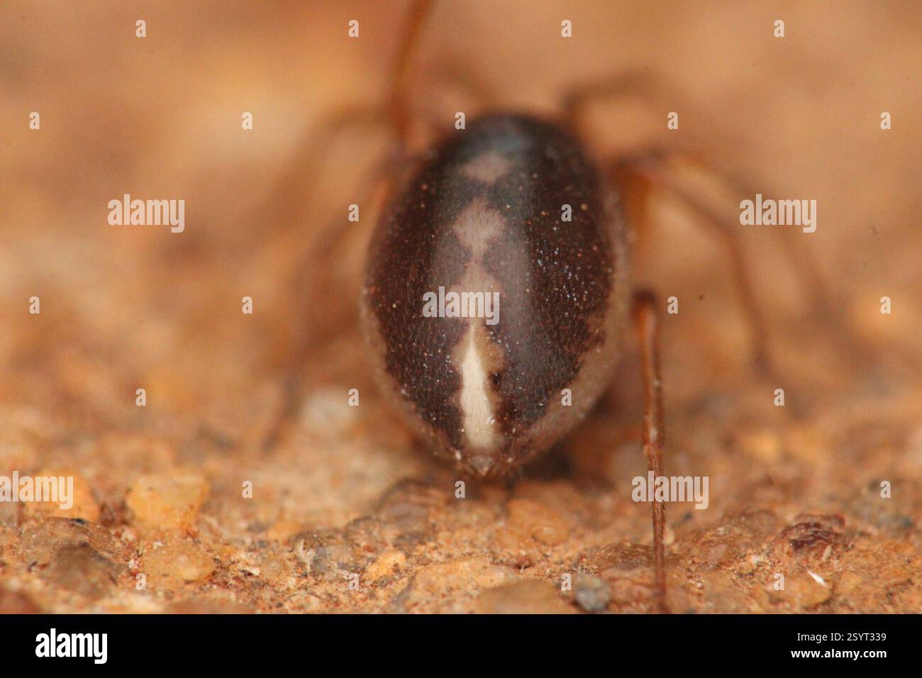 Igloo spiders (Diores), Arachnida, Emerald Hill, Harare, Zimbabwe Stock ...