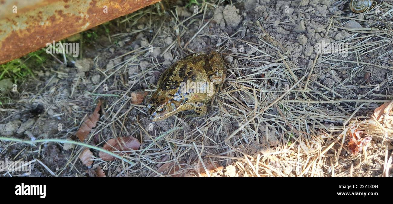 European Common Frog (Rana temporaria), Amphibia, Highland, Scotland ...