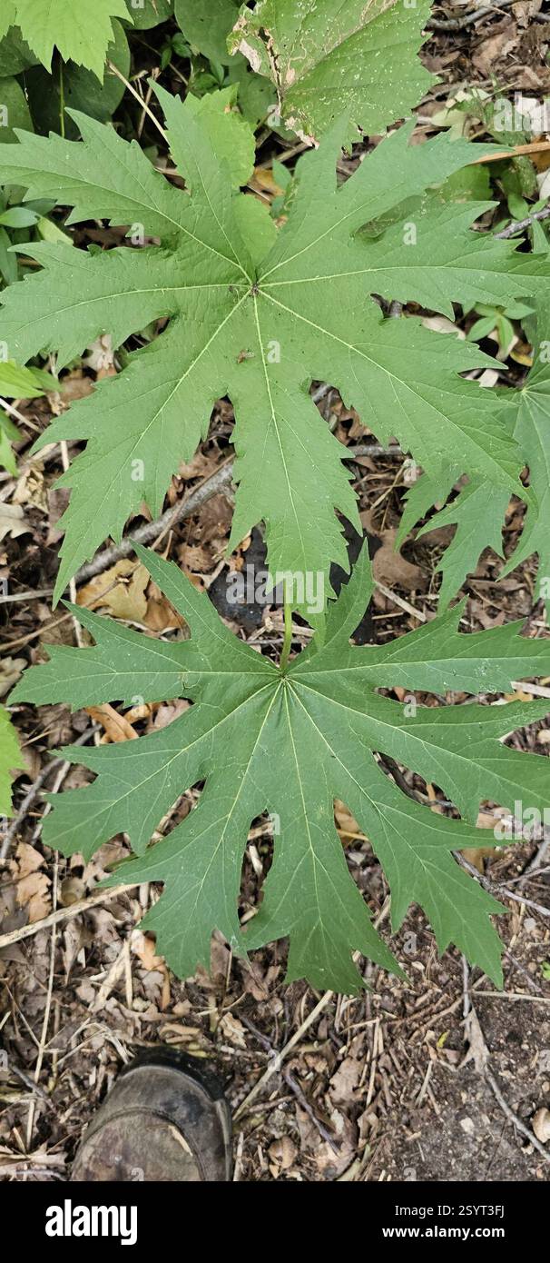 Glade Mallow (Napaea dioica), Plantae, Nunda Township, IL, USA Stock ...