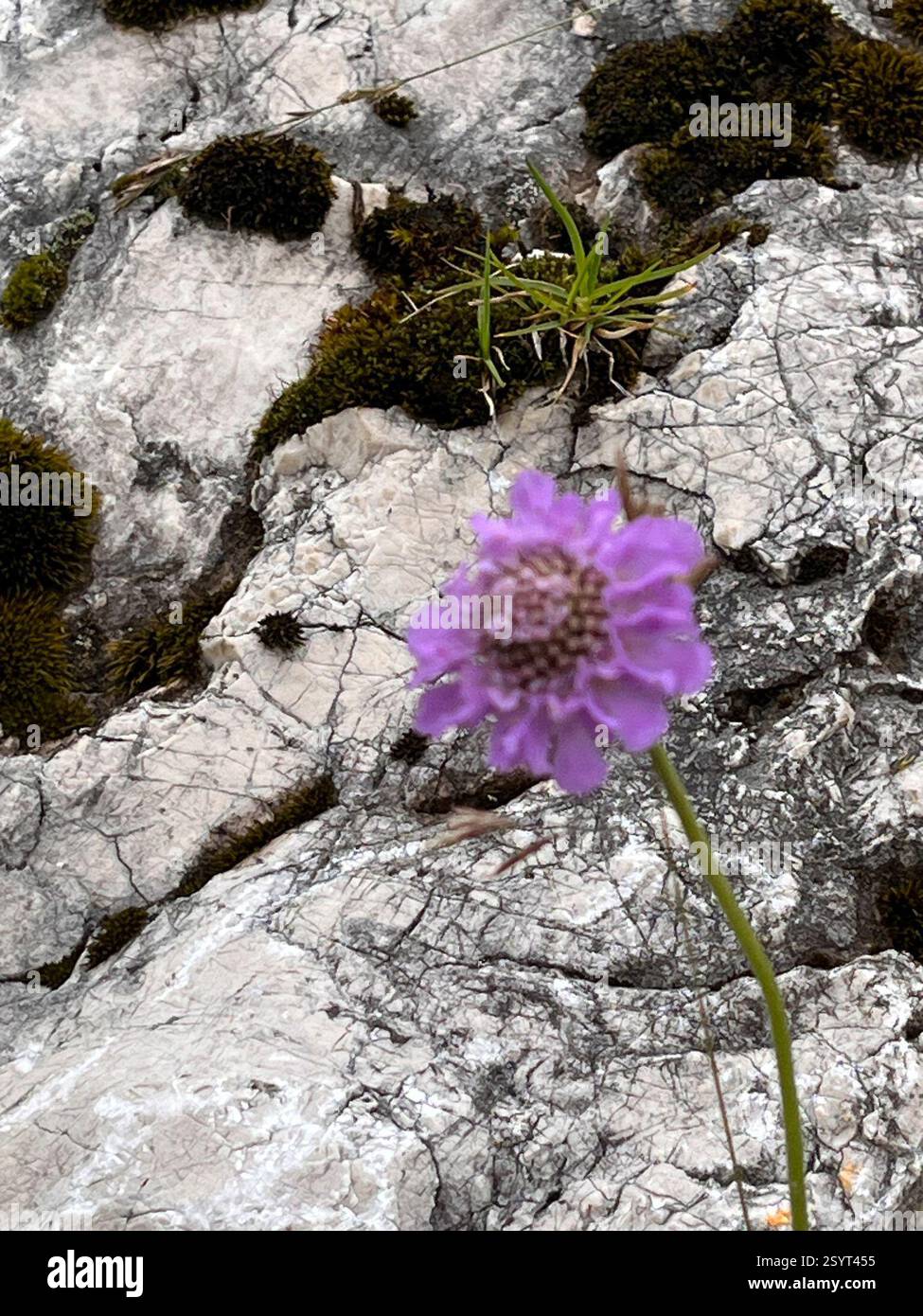 Shining Scabious (Scabiosa lucida), Plantae, Zugspitze, Grainau ...