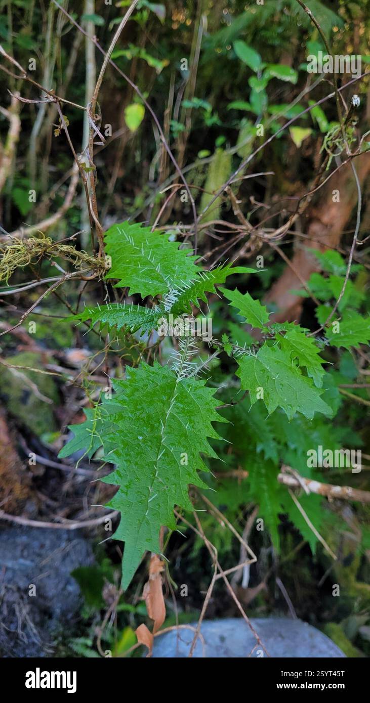 Tree Nettle (Urtica ferox), Plantae, Westland, NZ-WC, NZ Stock Photo ...
