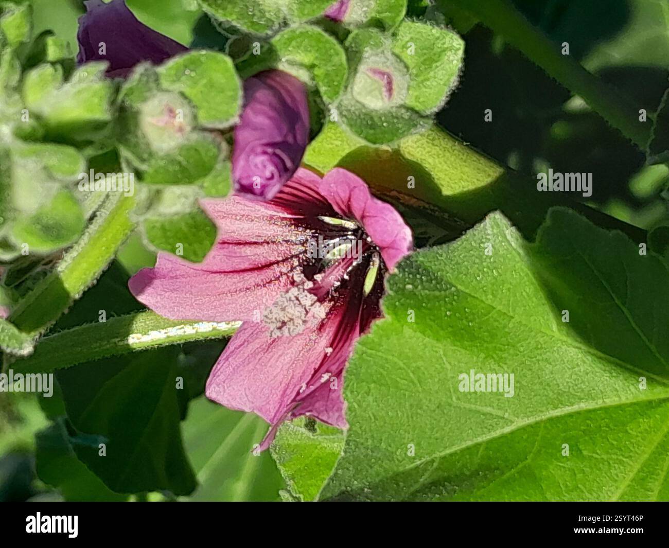Tree Mallow (Malva arborea), Plantae, Melkbosstrand, Cape Town, 7437 ...