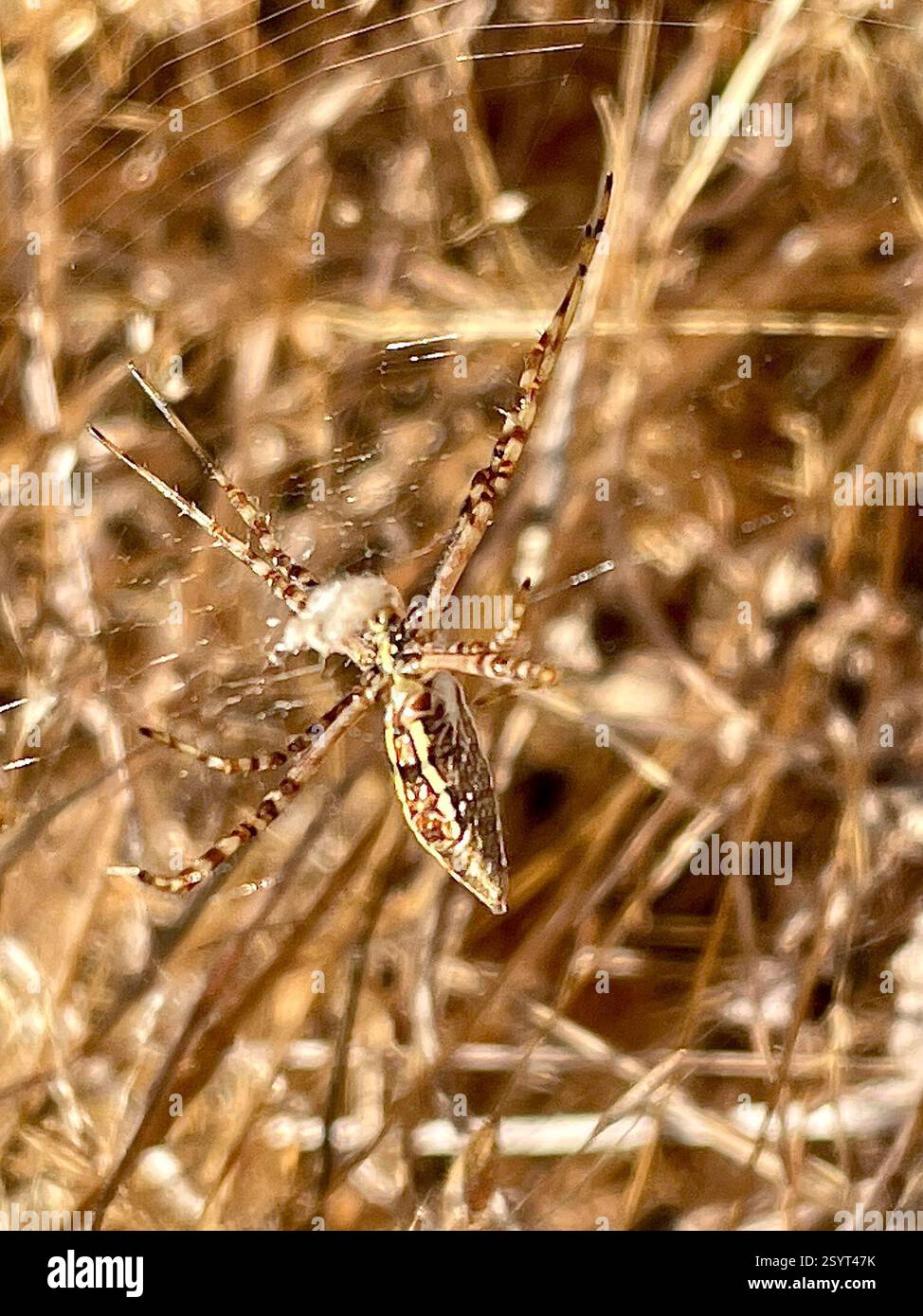 Weaver adams hi-res stock photography and images - Alamy