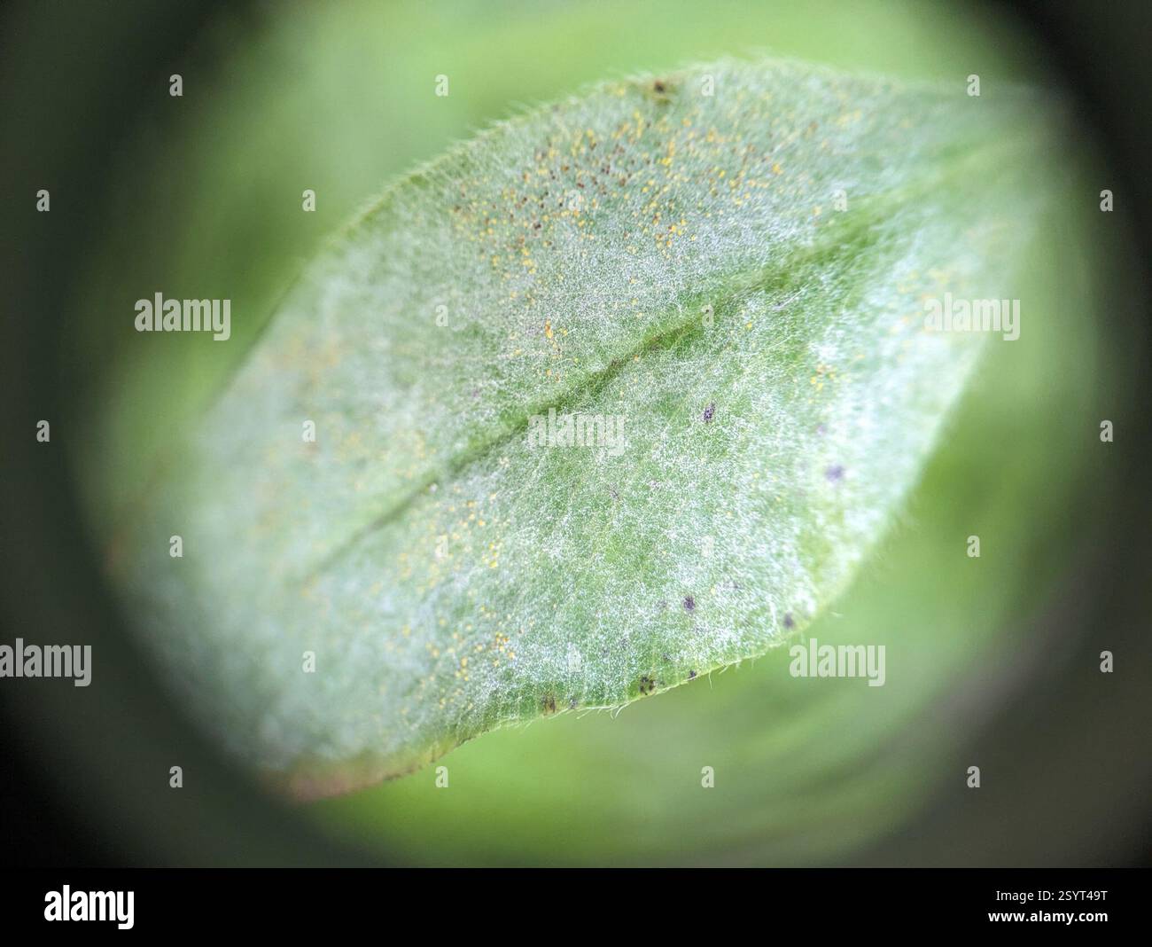 legume powdery mildew group (Erysiphe pisi), Fungi, 164, Plant Science ...