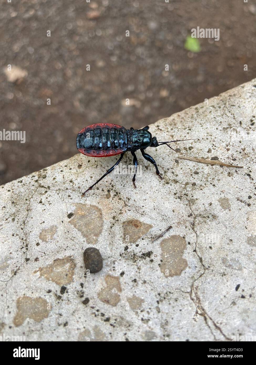 (Haematorrhophus), Insecta, Dolvan, Tapi, GJ, IN Stock Photo - Alamy