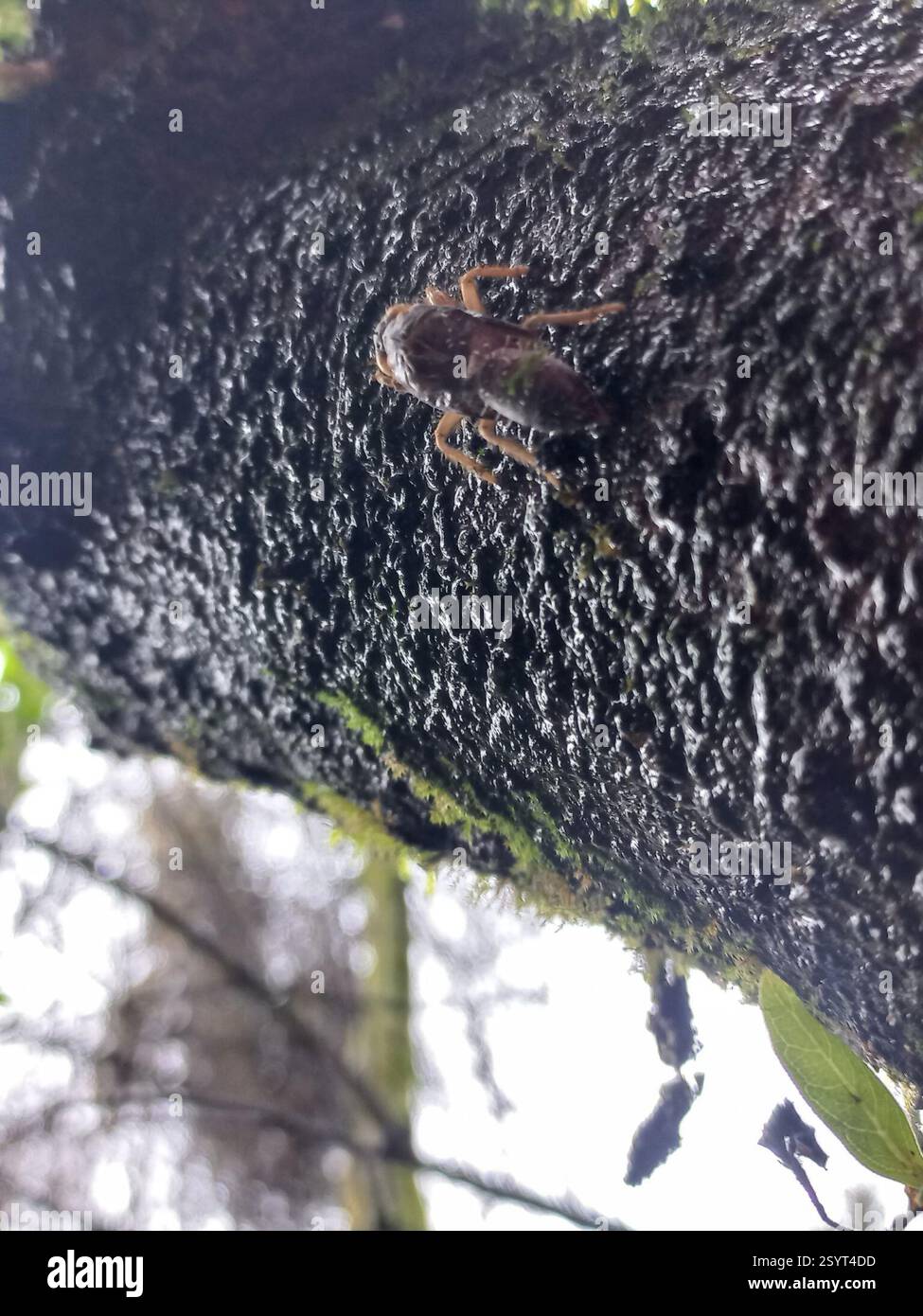 True Largeclasper Cicadas (Cicadettini), Insecta, Malvern St, 28 ...