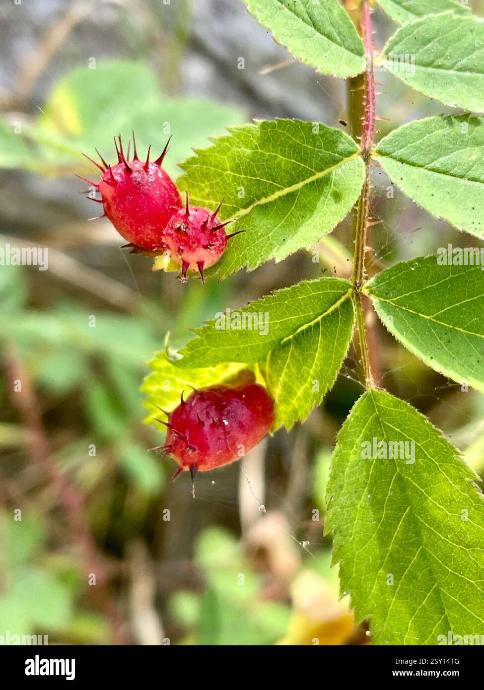 (Diplolepis polita), Insecta, S F B Morse Botanical Reserve, Pebble ...