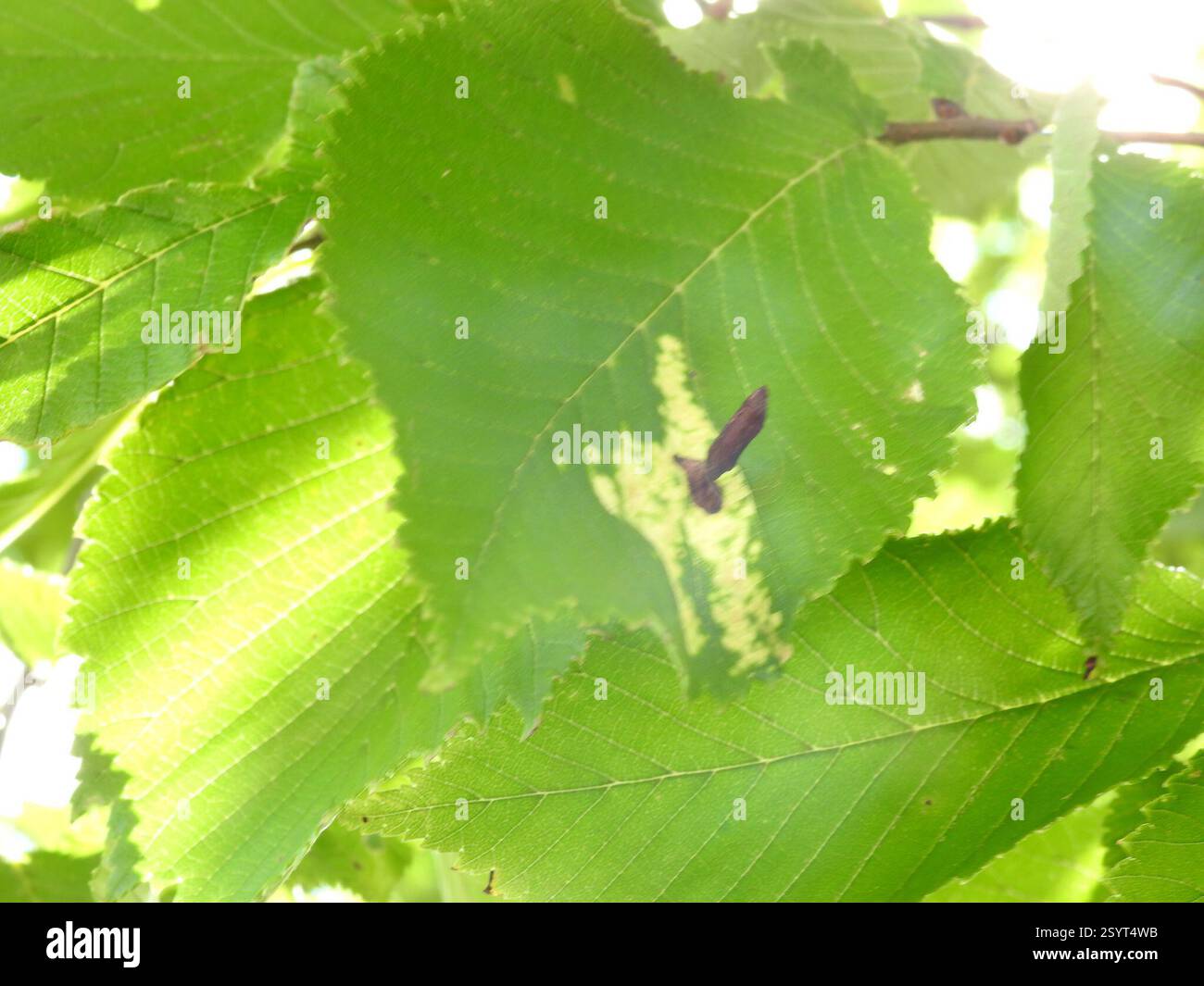 Rice Root Aphid (Tetraneura akinire), Insecta, Moosach, Munich, Germany ...