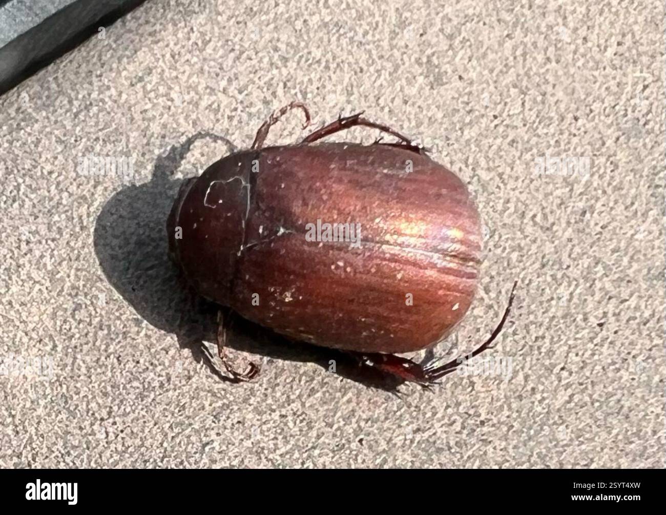 Asiatic Garden Beetle (Maladera formosae), Insecta, Bexley Stock Photo ...