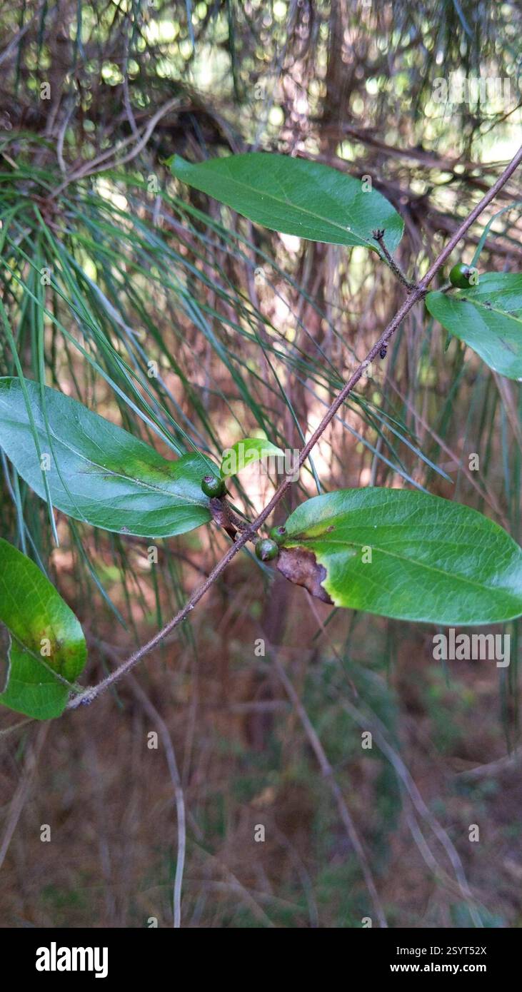 Japanese honeysuckle (Lonicera japonica), Plantae, Stem, NC 27581, USA ...