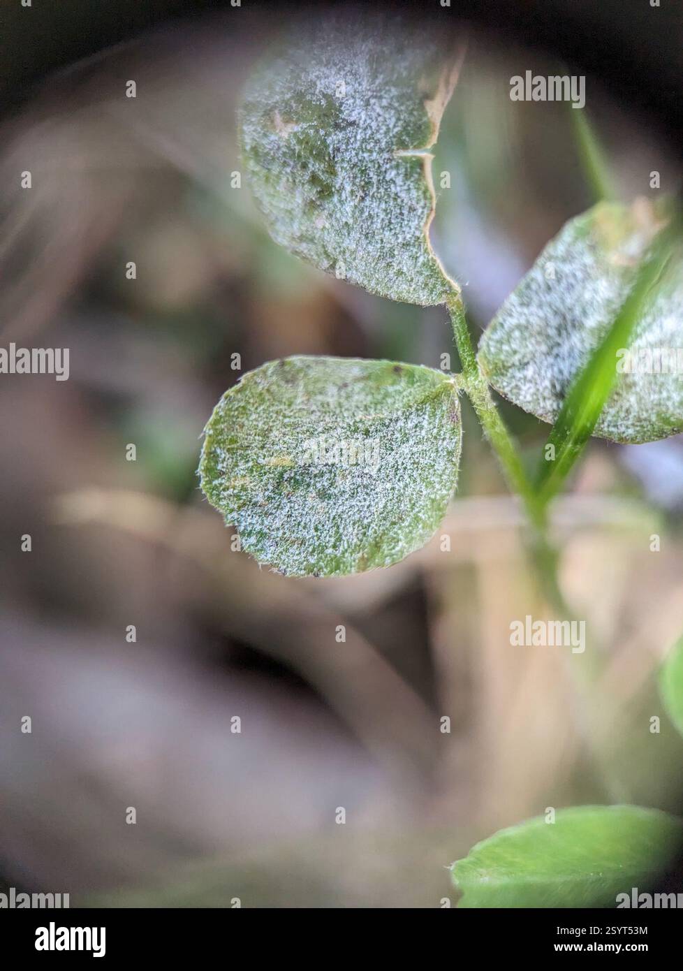 legume powdery mildew group (Erysiphe pisi), Fungi, Ithaca, NY, USA ...