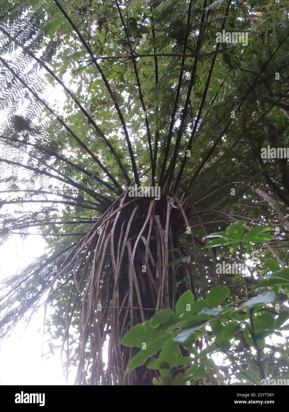 golden tree fern (Dicksonia fibrosa), Plantae, New Plymouth District ...