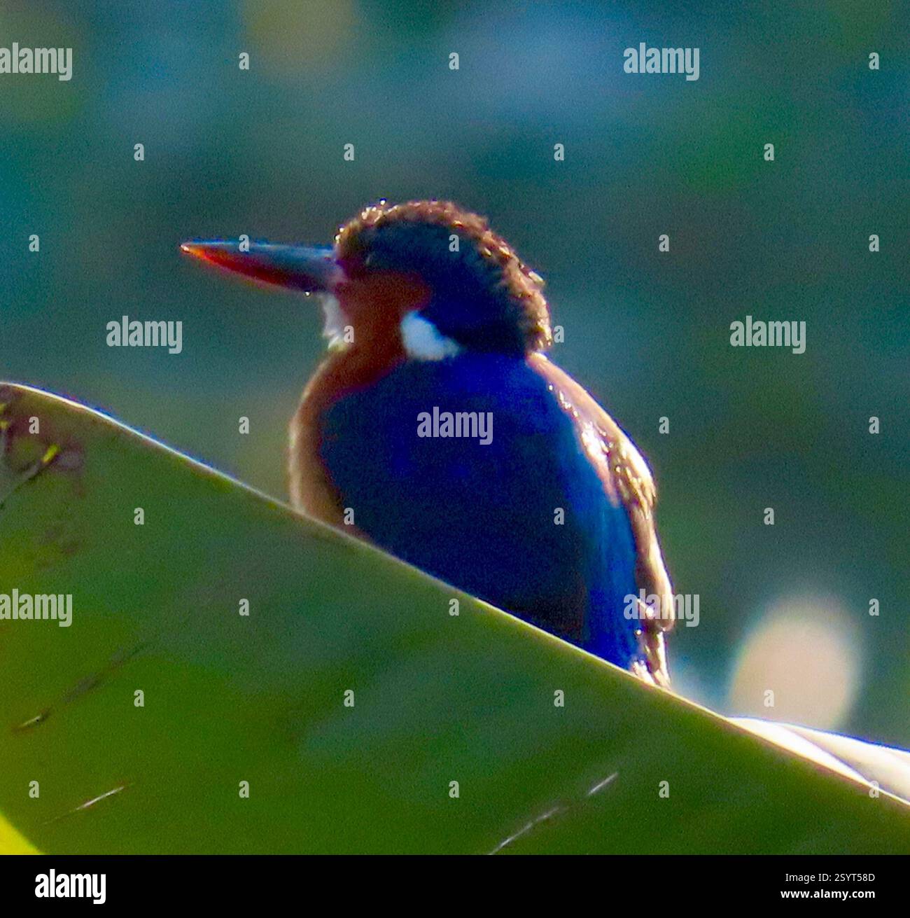Malagasy Kingfisher (Corythornis vintsioides), Aves, Madagascar ...
