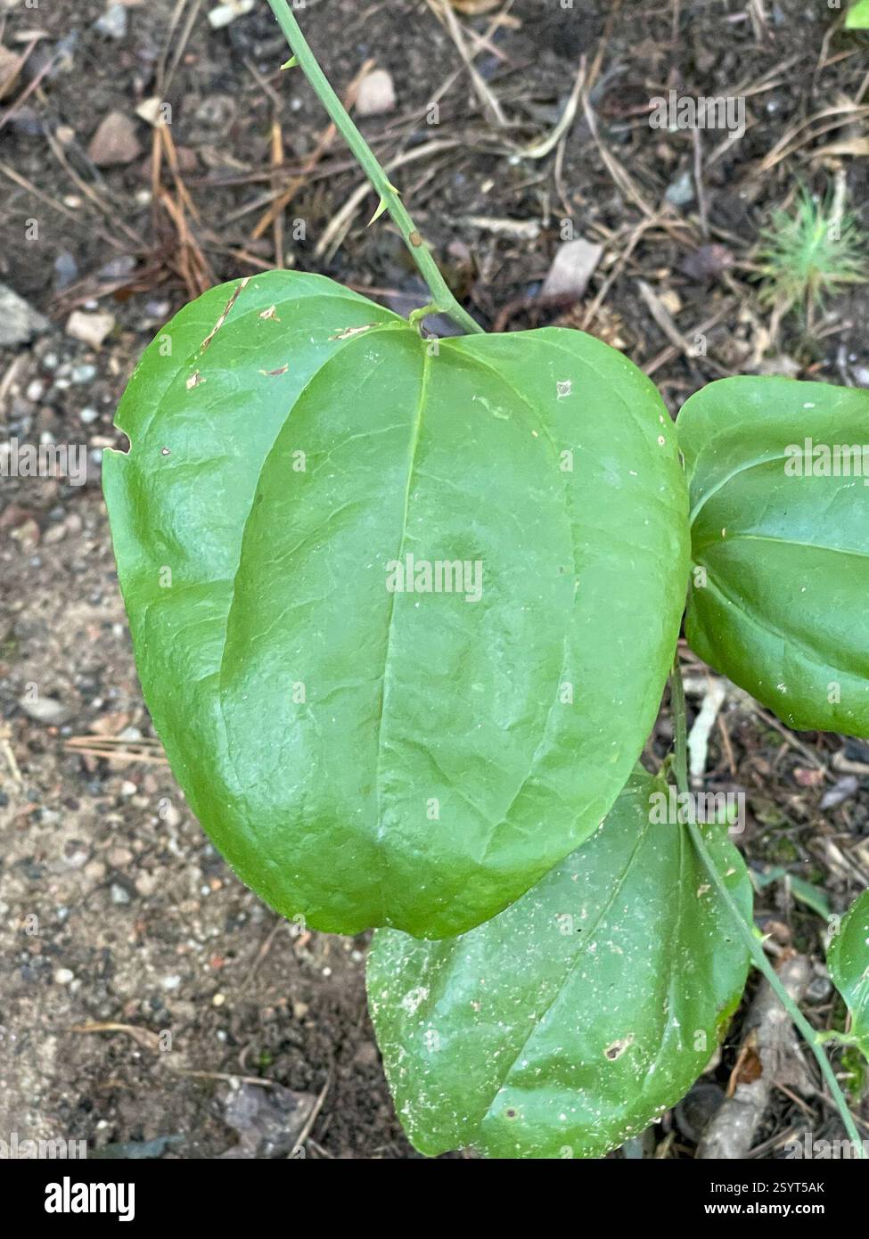 roundleaf greenbrier (Smilax rotundifolia), Plantae, F.D. Roosevelt ...