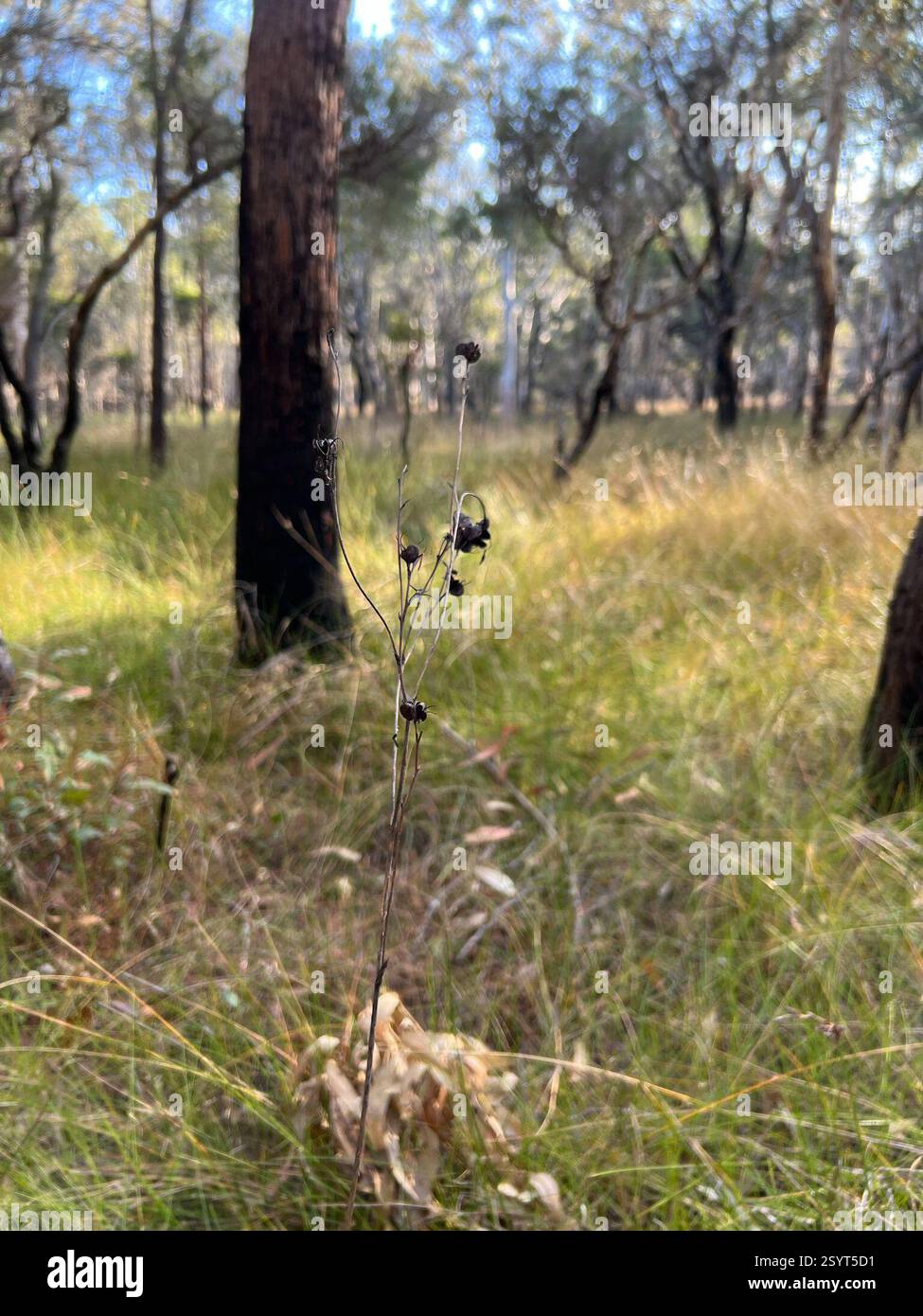 Queensland blood-lily (Haemodorum austroqueenslandicum), Plantae ...