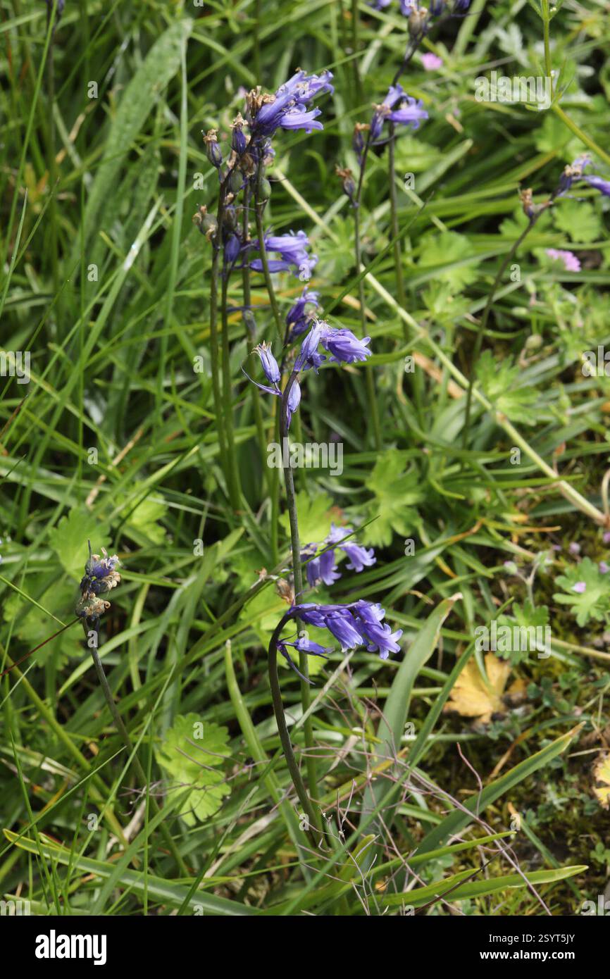 bluebell (Hyacinthoides non-scripta), Plantae, Malltraeth Cob ...