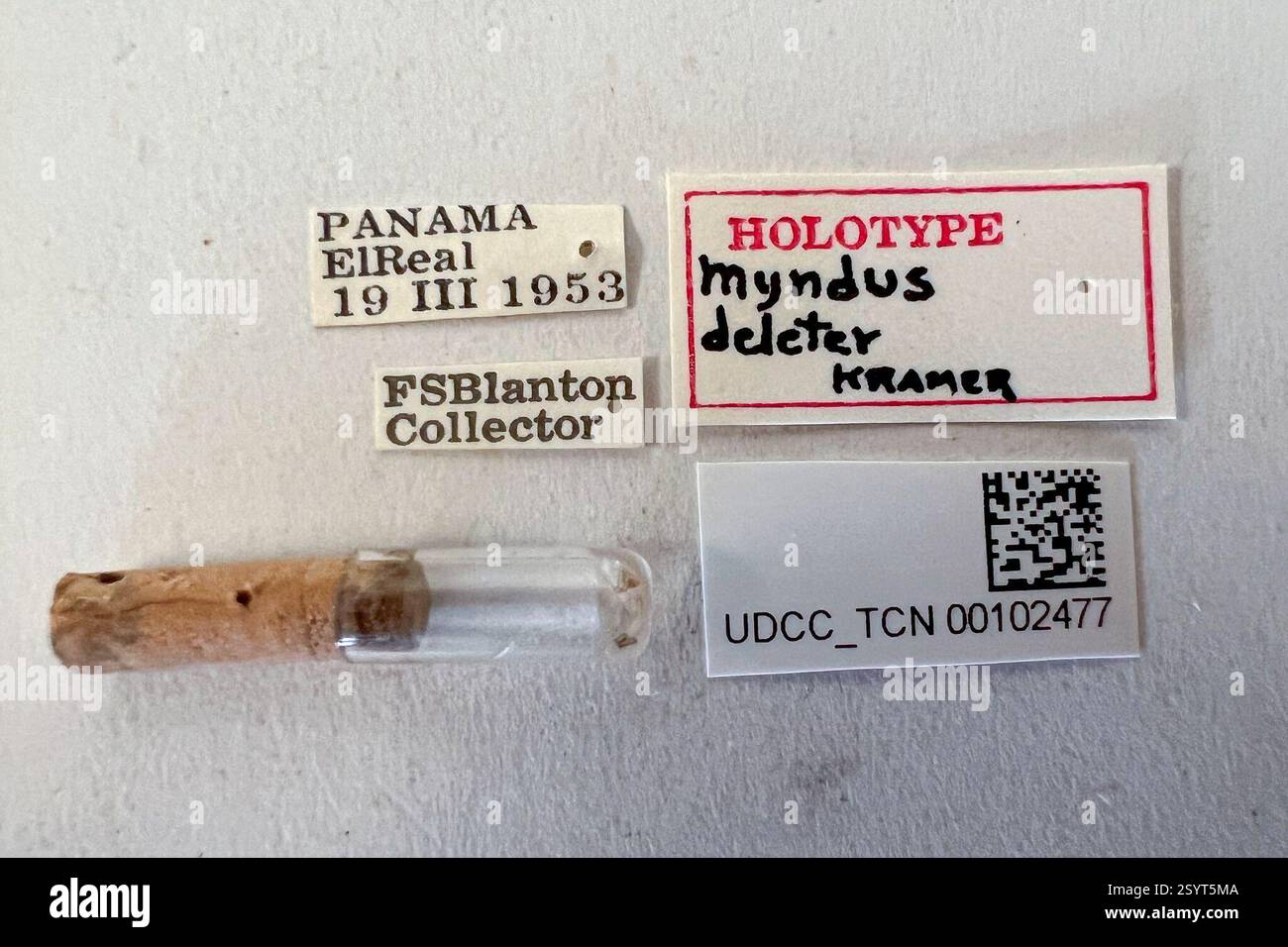 (Haplaxius deleter), Insecta, El Real, Panama, This is the holotype of ...