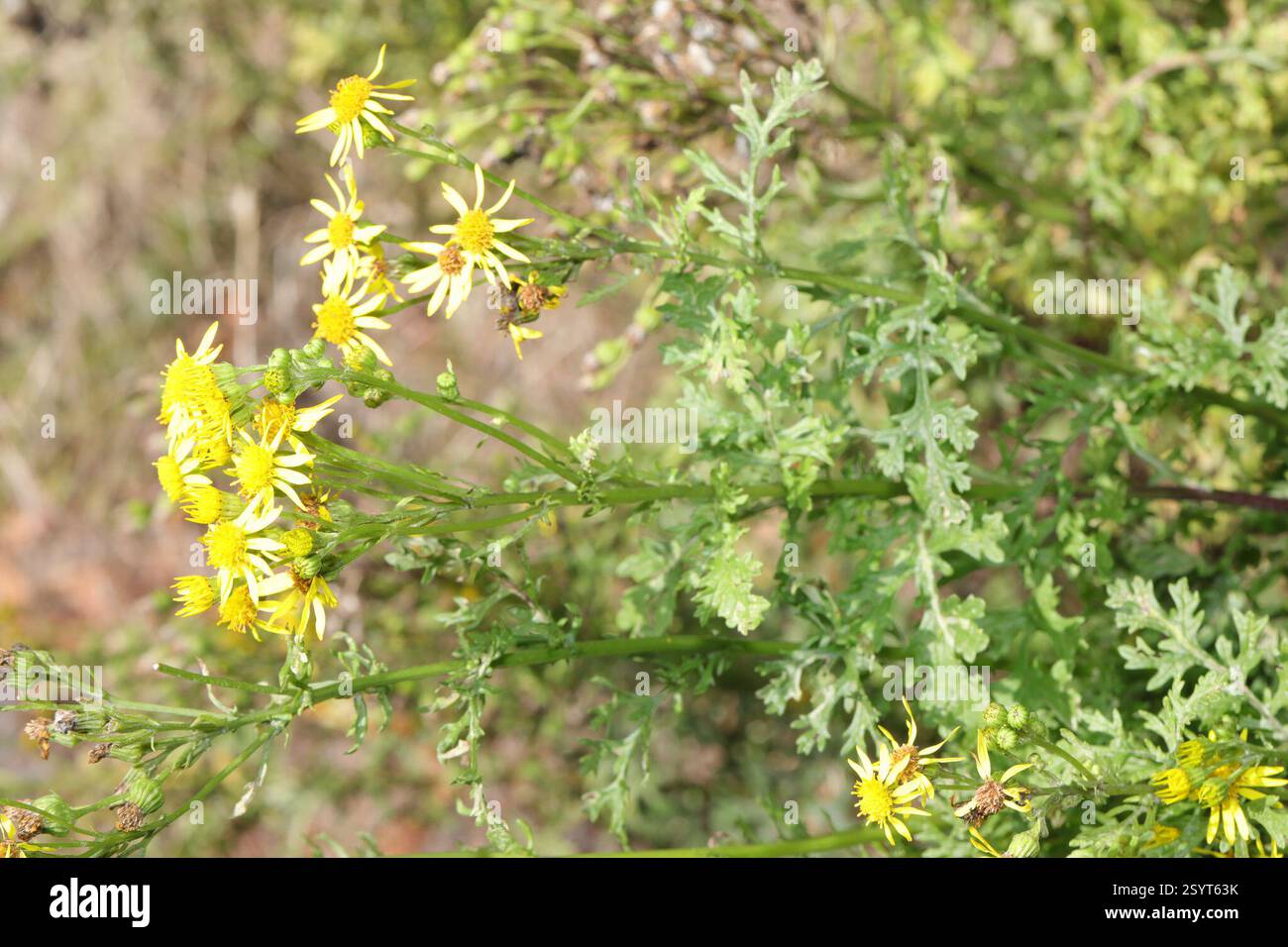 ragwort (Jacobaea vulgaris), Plantae, Sefton Park, Mossley Hill Drive ...