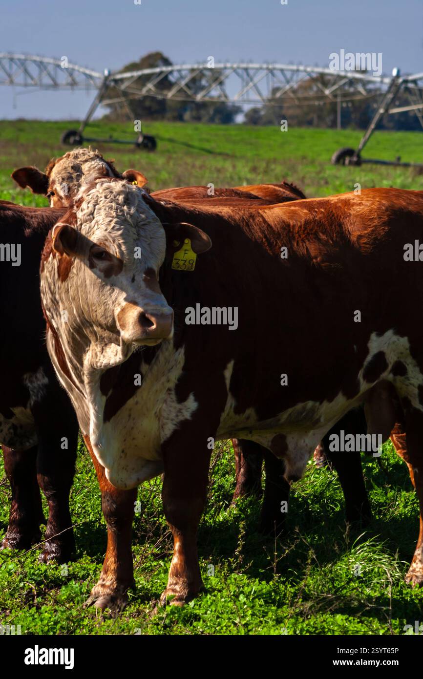Hereford cattle on green pasture, with an irrigation pivot in the ...