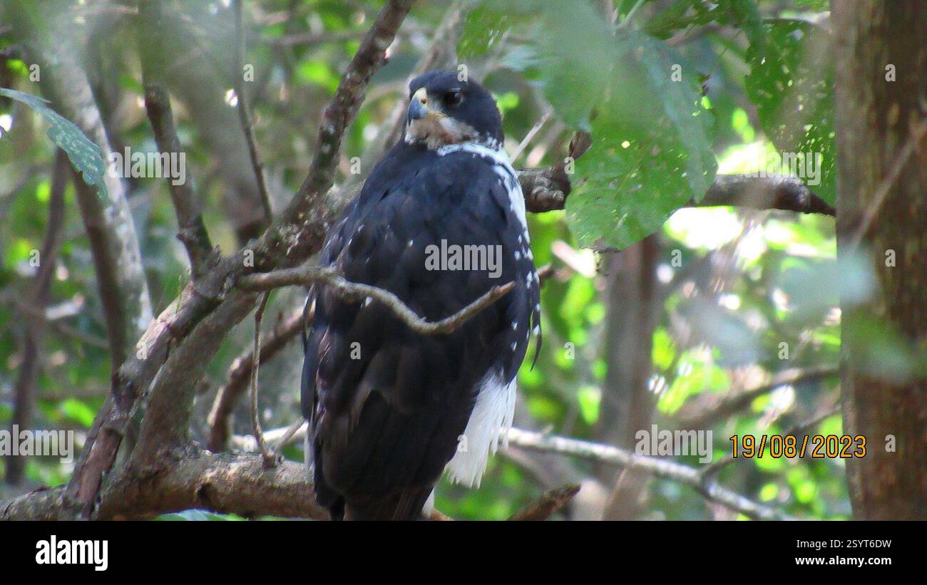 Black Goshawk (Astur melanoleucus), Aves, QR49+969, Найроби, Кения Stock Photo - Alamy