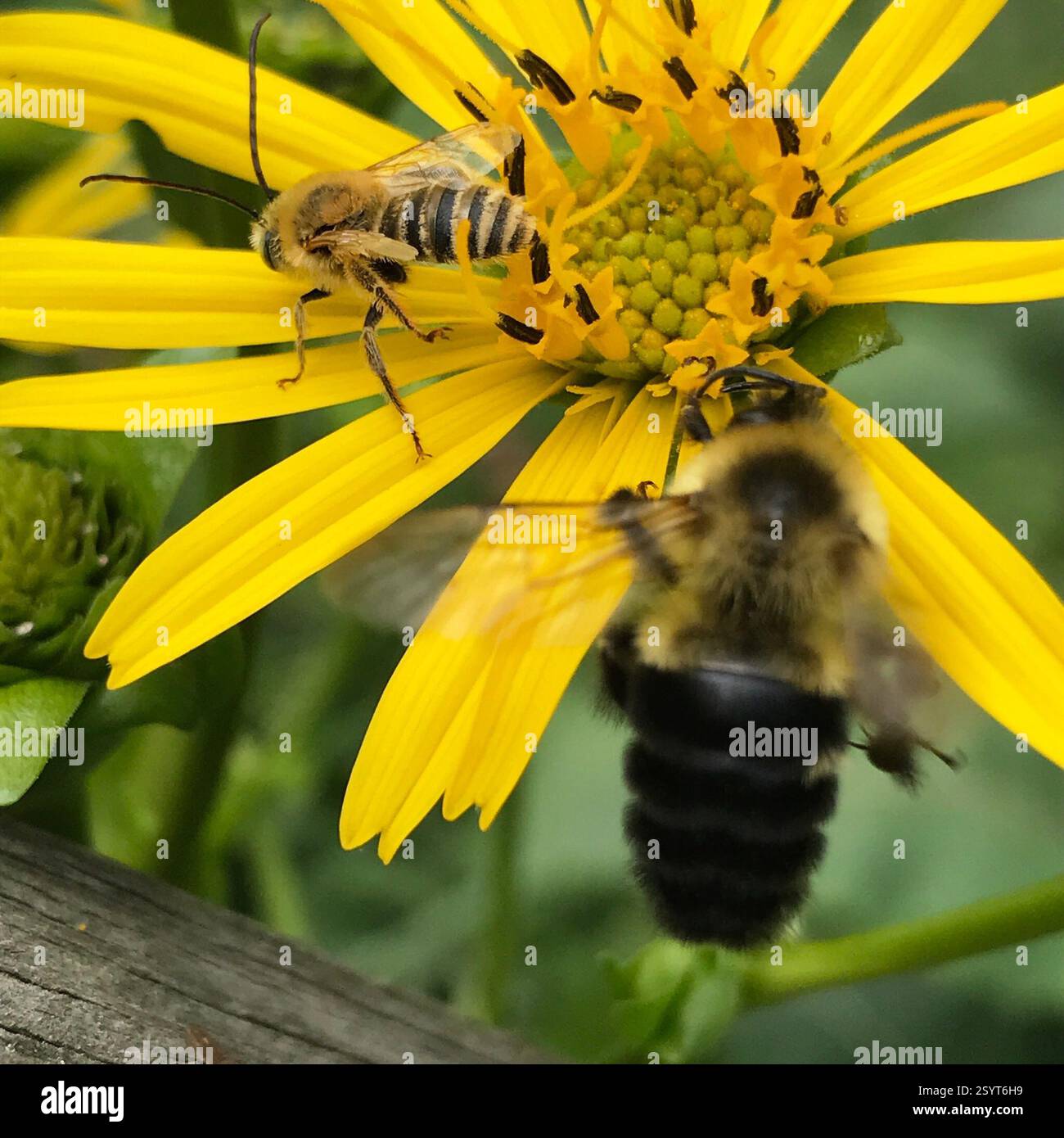 Dark-veined Longhorn Bee (Melissodes trinodis), Insecta, , Male ...