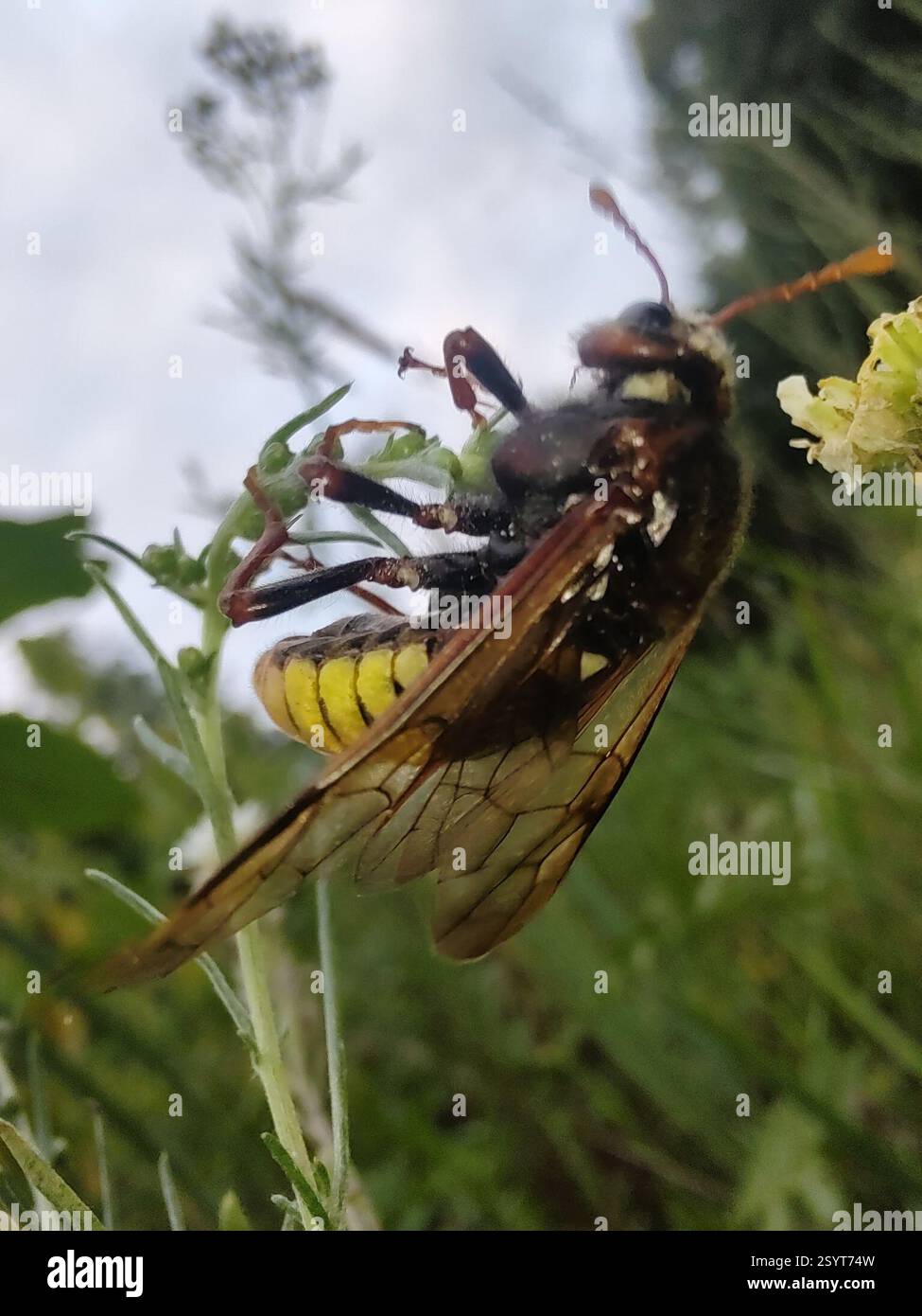 Large Alder Sawfly (Cimbex connatus), Insecta, Savasleika Stock Photo ...