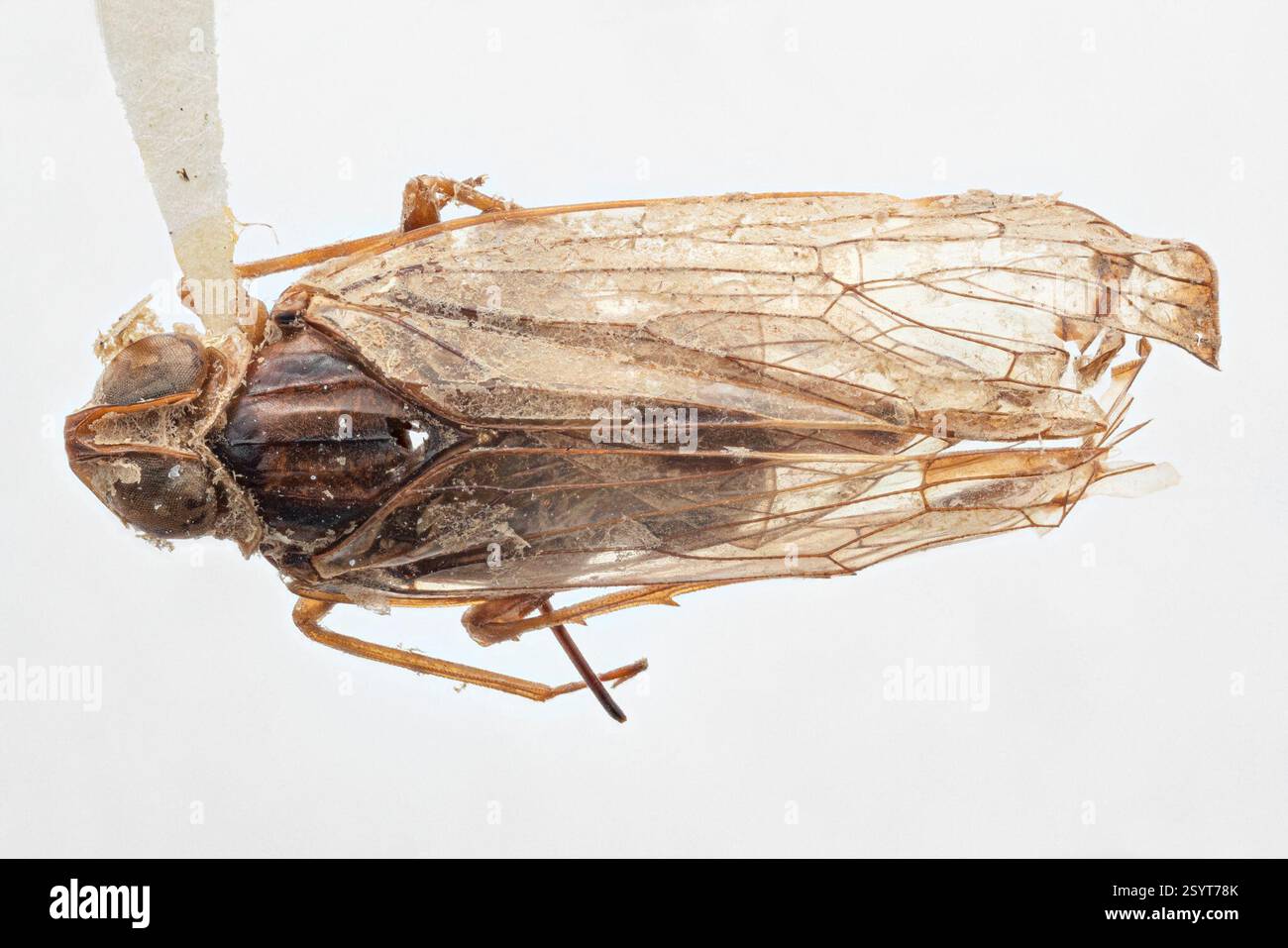 (Cyclopoliarus biperforatus), Insecta, Verdant Vale, Trinidad and ...