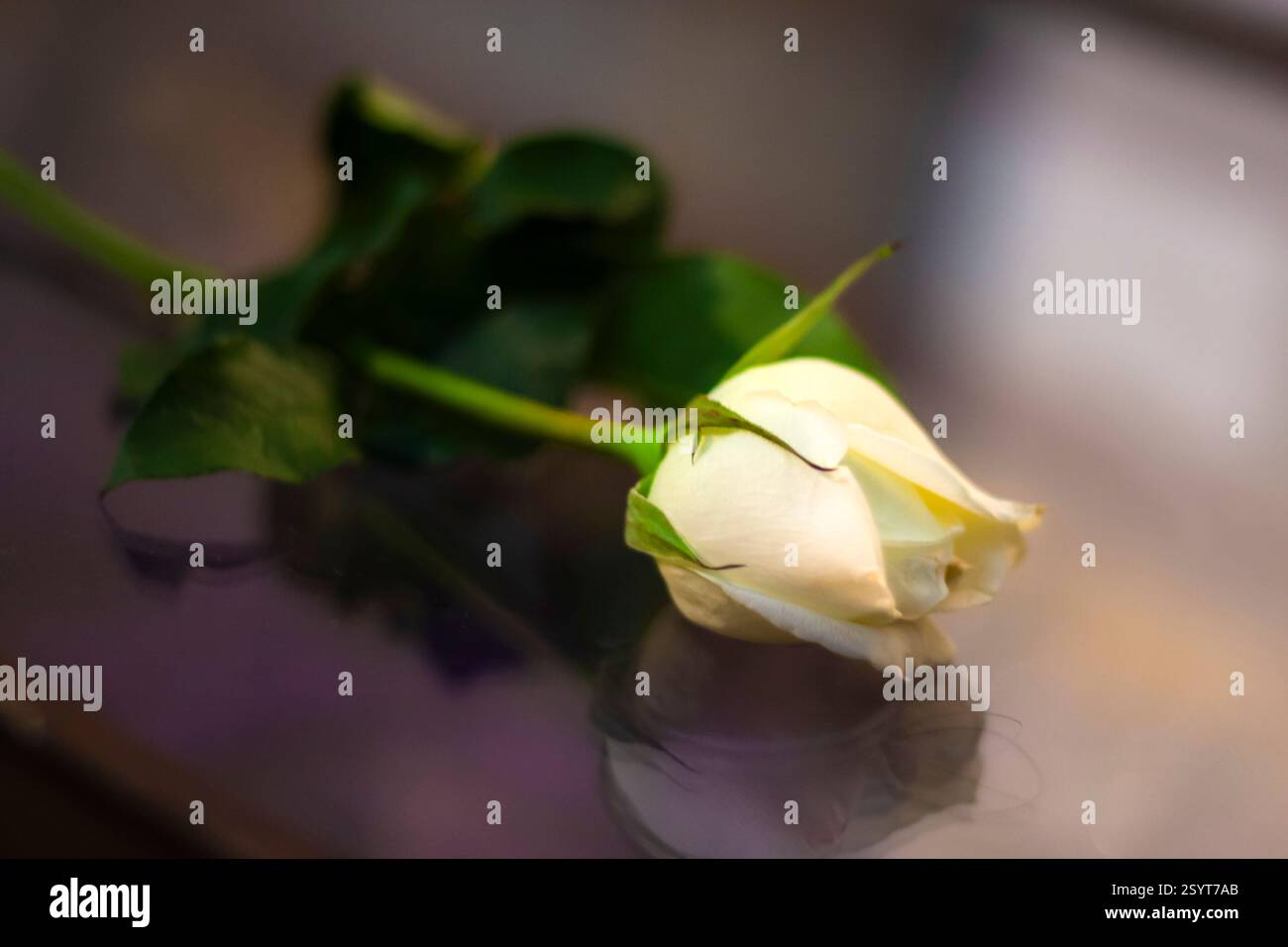 white rose over altar table with restricted focus in Brazil Stock Photo ...