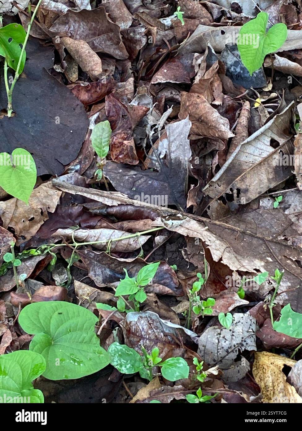 Grass Demon (Udaspes folus), Insecta, Dolvan, Tapi, GJ, IN Stock Photo ...