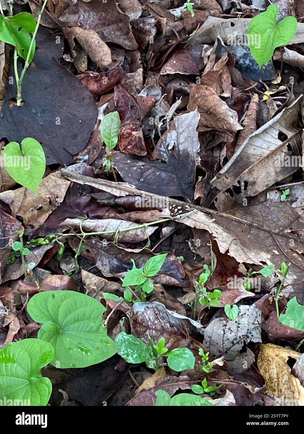 Grass Demon (Udaspes folus), Insecta, Dolvan, Tapi, GJ, IN Stock Photo ...