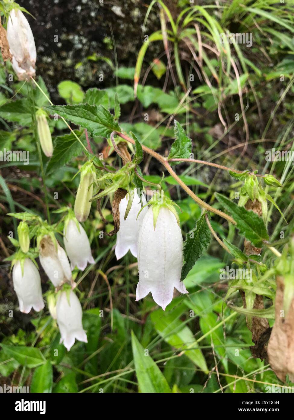 Spotted bellflower (Campanula punctata), Plantae, Kamikoshikicho Taira ...