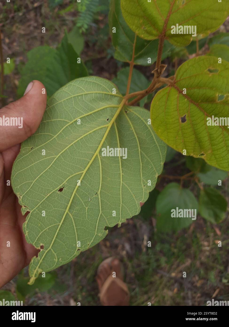 (Premna tomentosa), Plantae, Krishnagiri, IN-AP, IN Stock Photo - Alamy