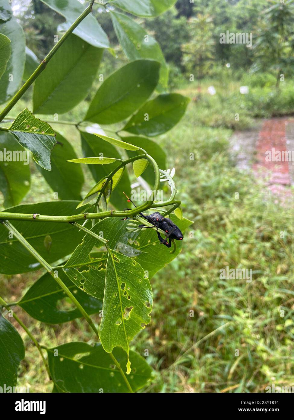(Mictini), Insecta, Dolvan, Tapi, GJ, IN Stock Photo - Alamy