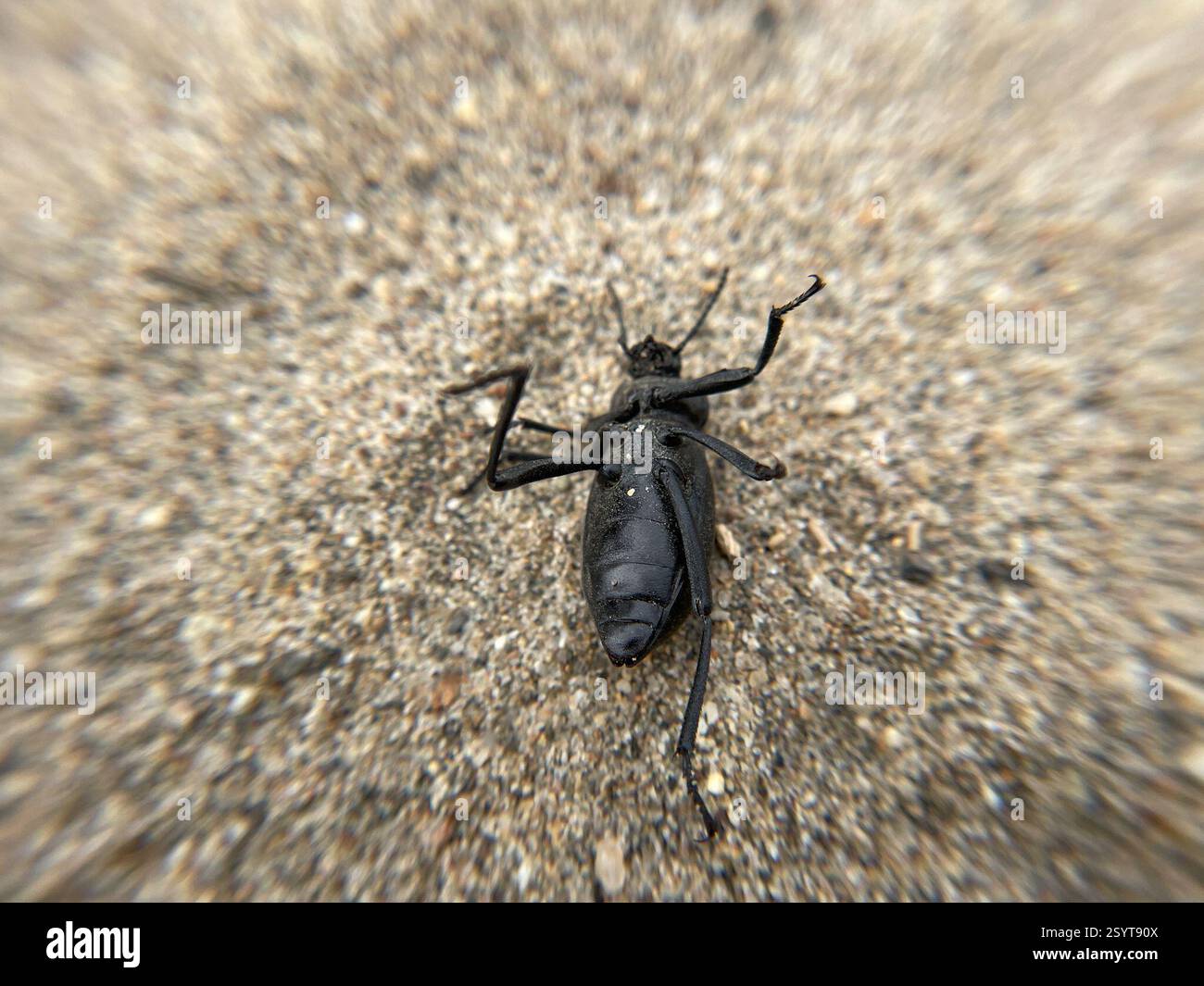 Upside down beetle struggling right hi-res stock photography and images ...