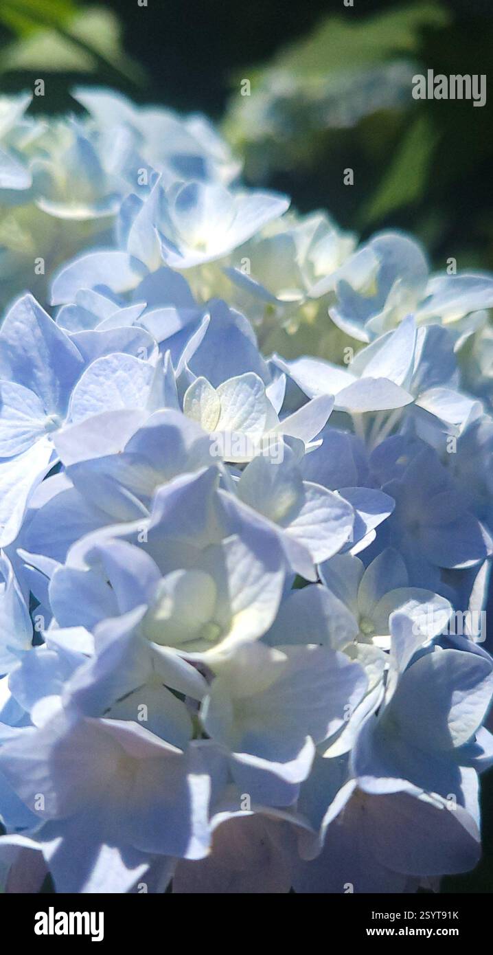Beautiful hydrangeas in early morning sun Stock Photo - Alamy