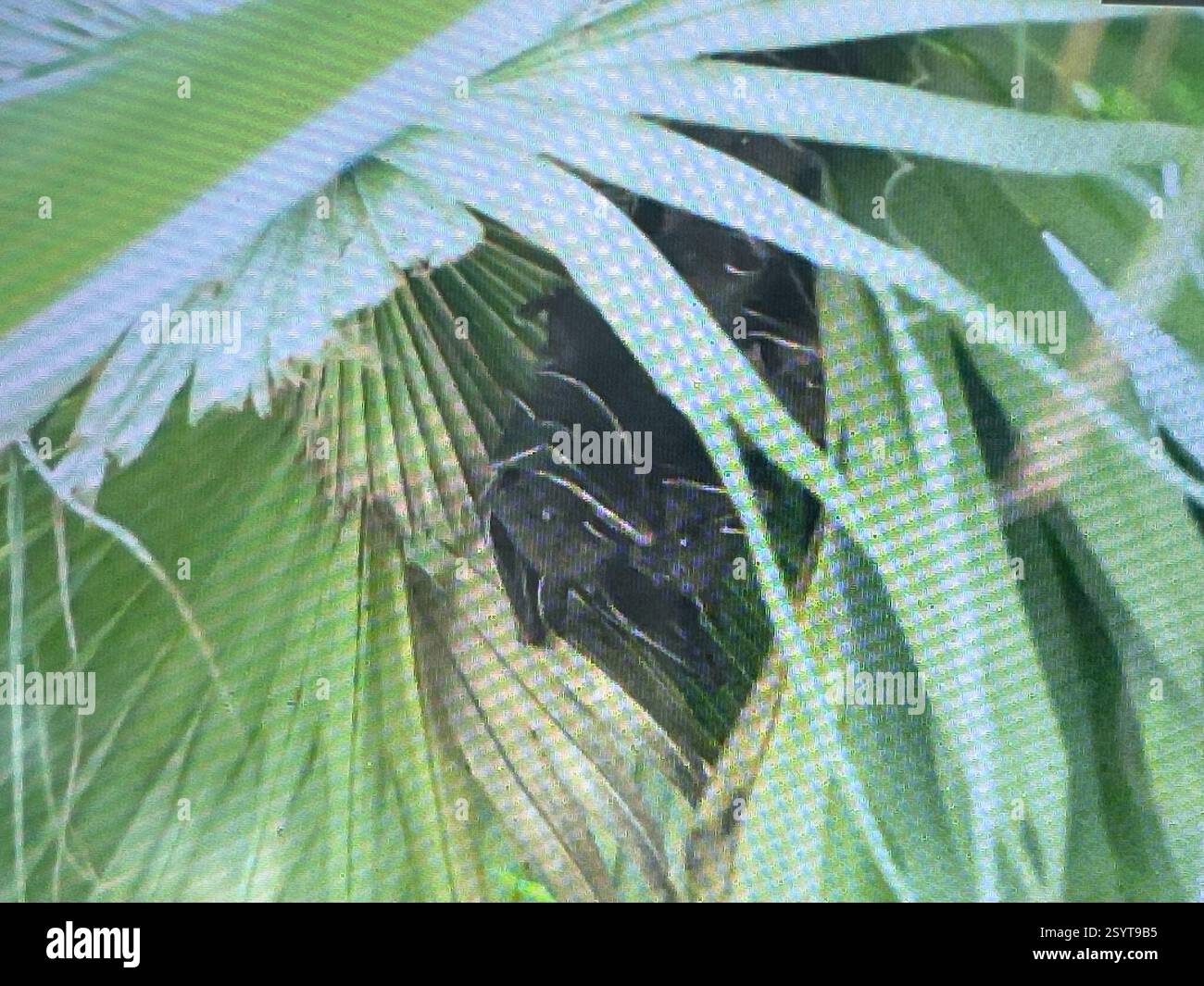 Greater Short-nosed Fruit Bat (Cynopterus sphinx), Mammalia, Hong Kong ...