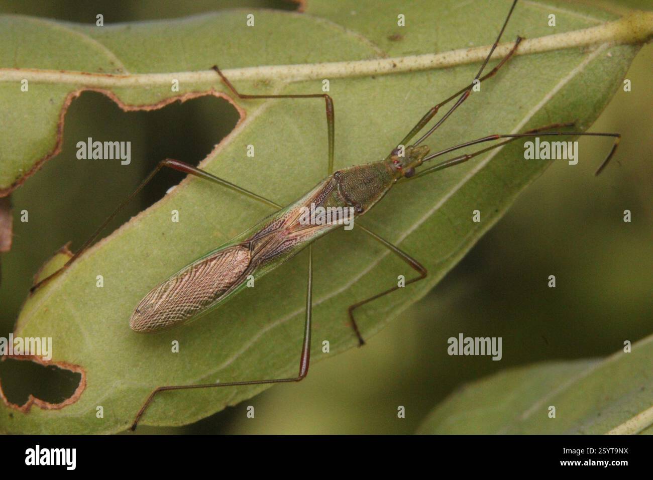 rice bugs (Stenocoris), Insecta, Emerald Hill, Harare, Zimbabwe Stock ...