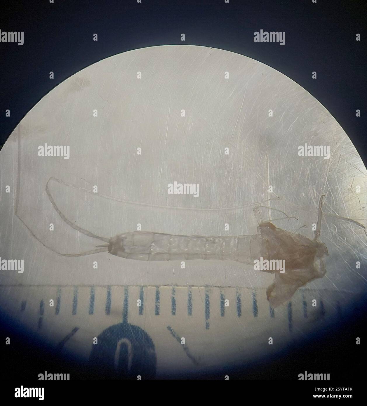 Mayflies (Ephemeroptera), Insecta, Berliner Straße/Marktplatz, 63065 ...