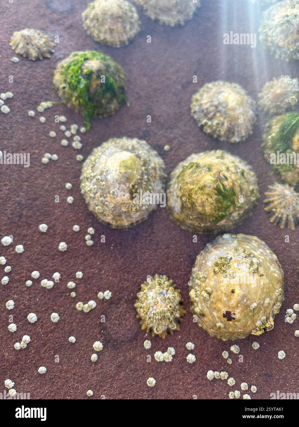Common European Limpet (Patella vulgata), Mollusca, Moray Firth, Tain ...