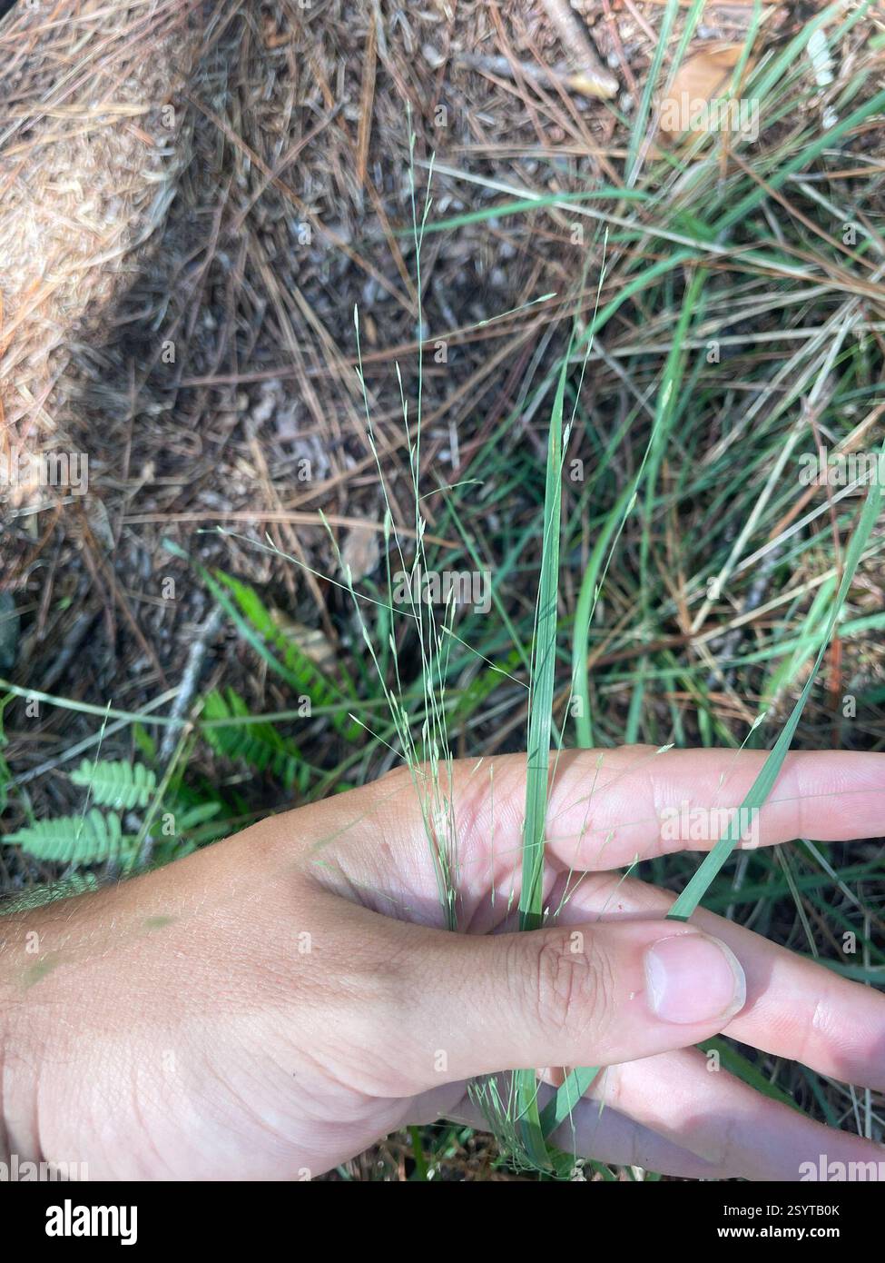 Elliott's lovegrass (Eragrostis elliottii), Plantae, Southern Pines, NC ...
