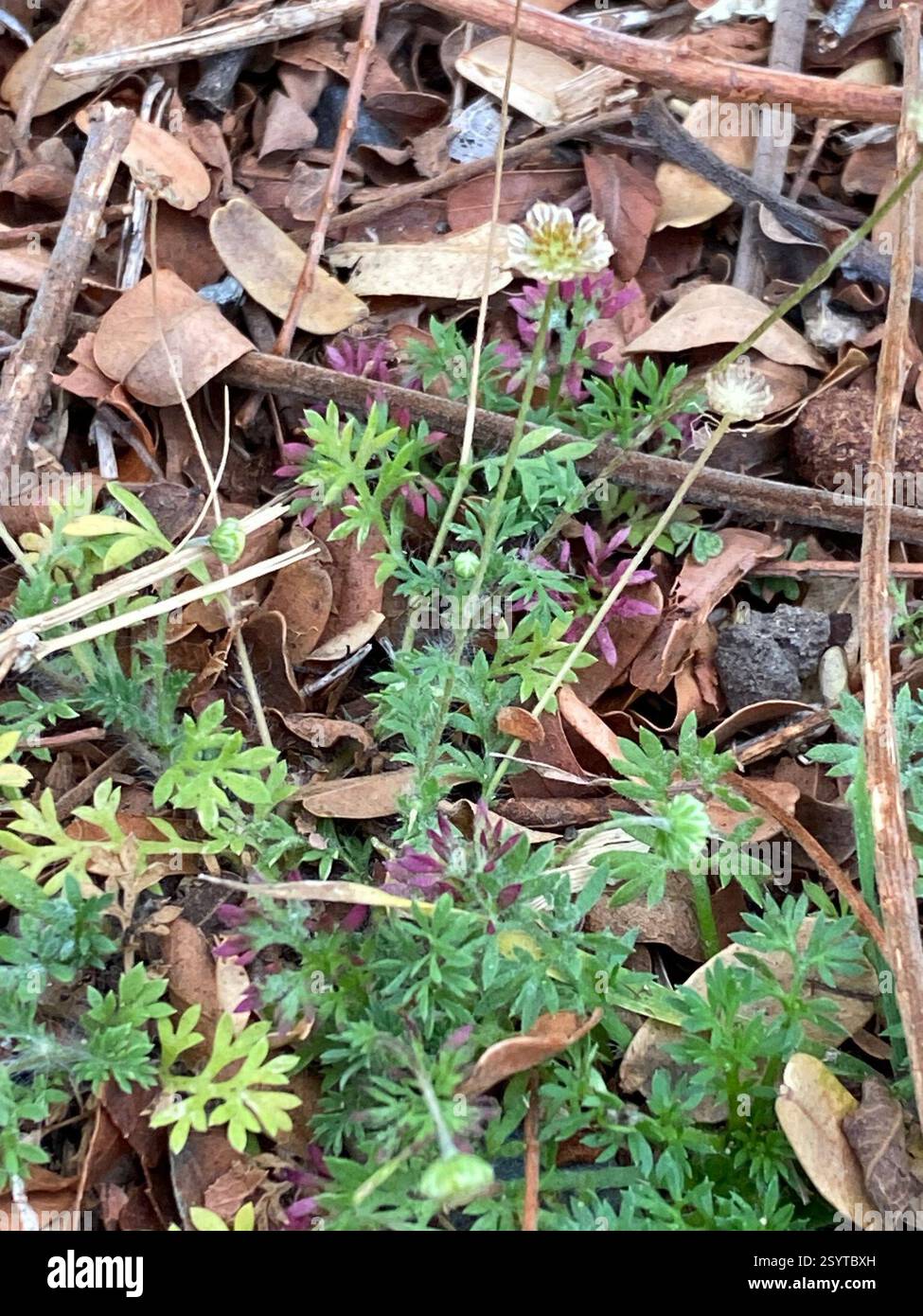 Common Cotula (Cotula australis), Plantae, The University of Queensland ...