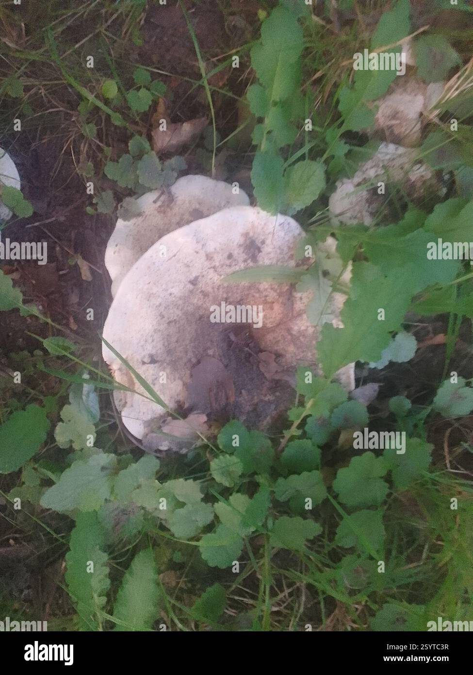 Giant Funnel (Aspropaxillus giganteus), Fungi, Heilig Landstichting ...
