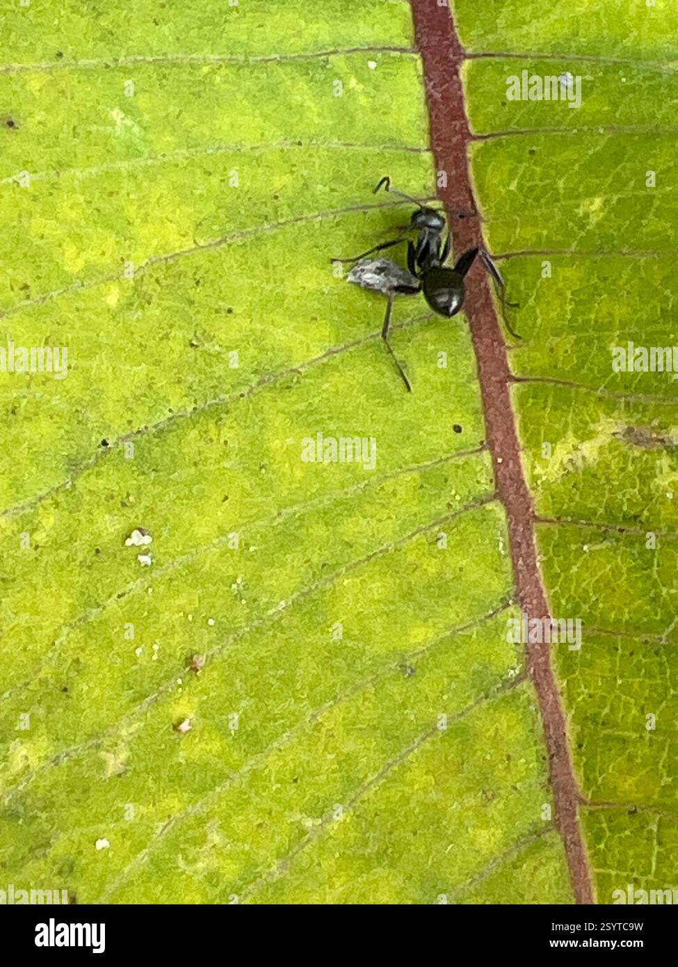 fusca-group Field Ants and Allies (Formica fusca), Insecta, St. Joseph ...